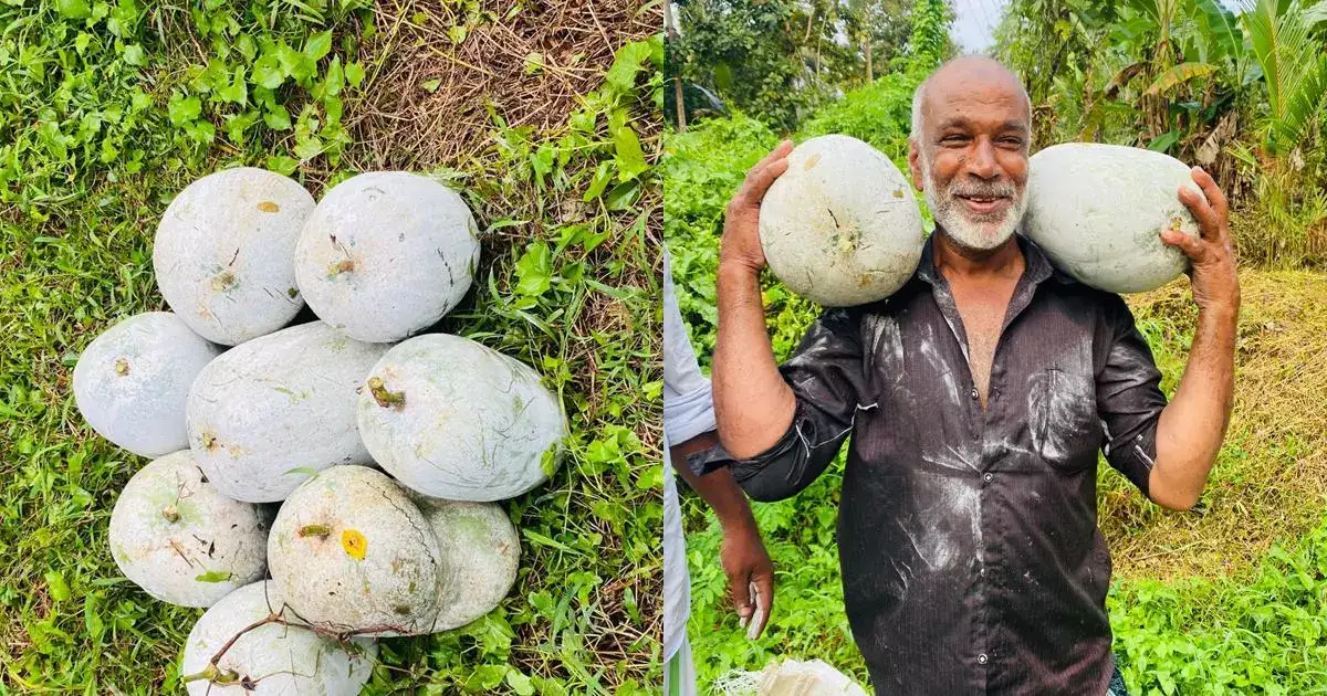 Kodur Kumbalam: മലപ്പുറത്തിൻ്റെ തലവര മാറ്റുമോ ഈ കുമ്പളങ്ങ? വിത്ത് ...