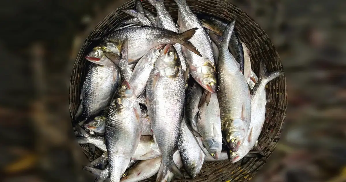 How To Buy Good Quality Of Fish,FSSAI ने जब्त की 103 kg की सड़ी और बासी ...