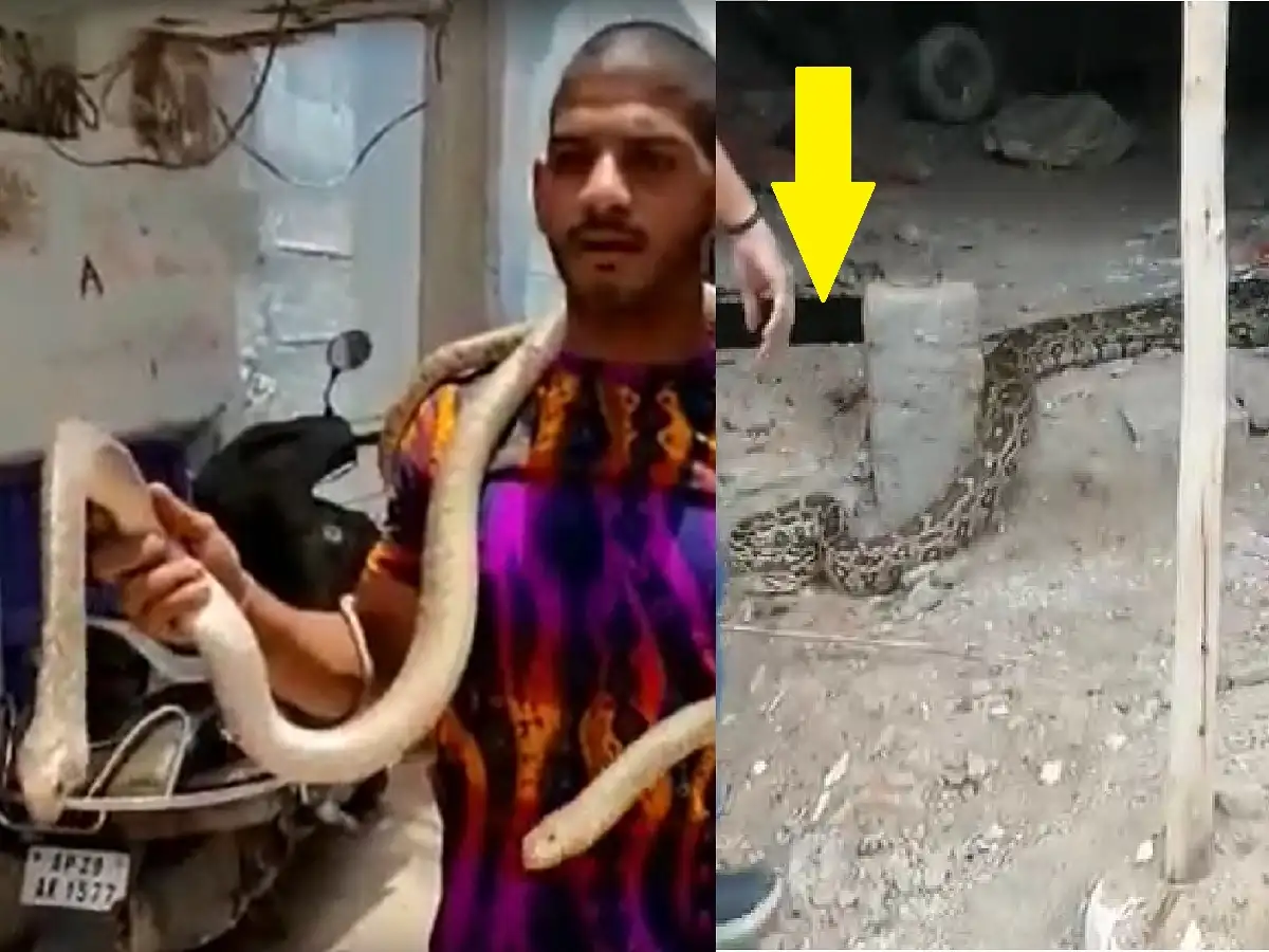 Snakes In Hyderabad,Hyderabad: నీళ్ల సంపులో 9 అడుగుల పేద్ద పాము.. ఒళ్లు ...