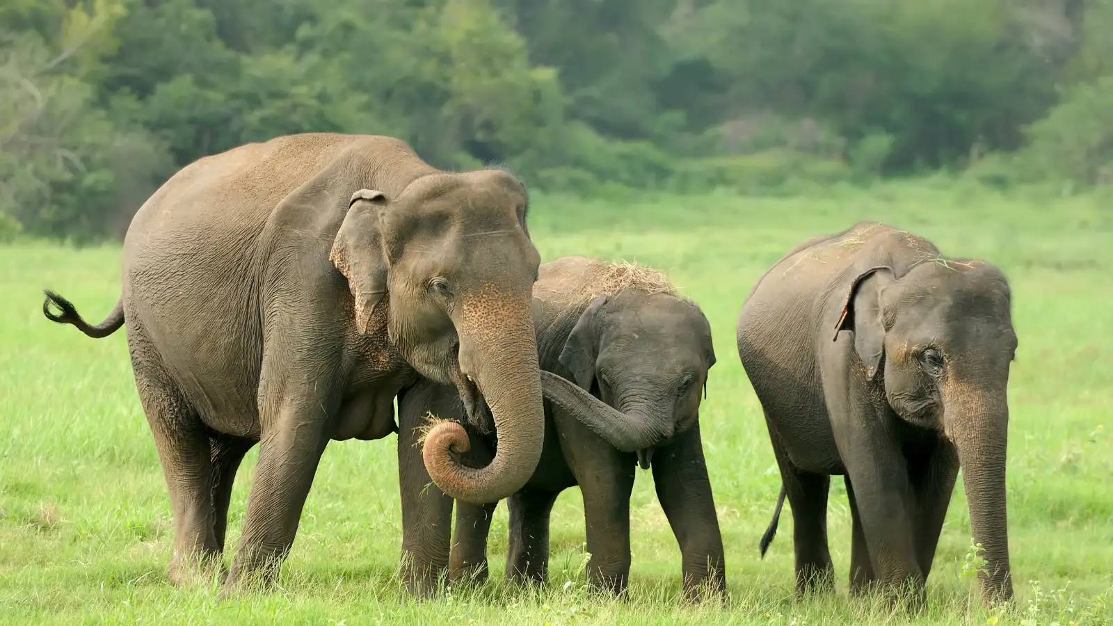 जंगल से अचानक गायब हो गए 22 हाथी, इंसानी बस्तियों में मचा हड़कंप ...