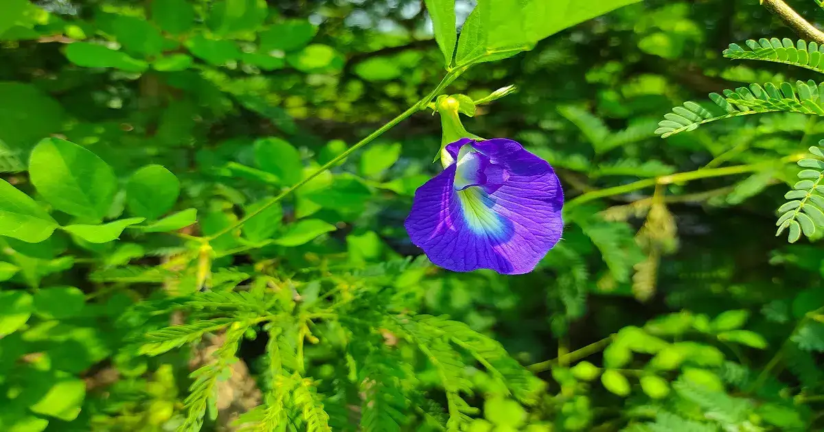 Neele Phool ke Upay, Totke: नीले रंग का यह फूल है बेहद लाभकारी ...