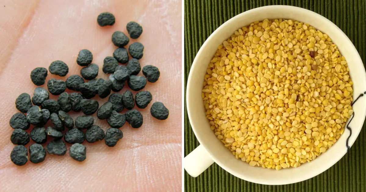 How To Check Food Adulteration At Home,चावल-दाल में मिक्स हो सकते हैं ...