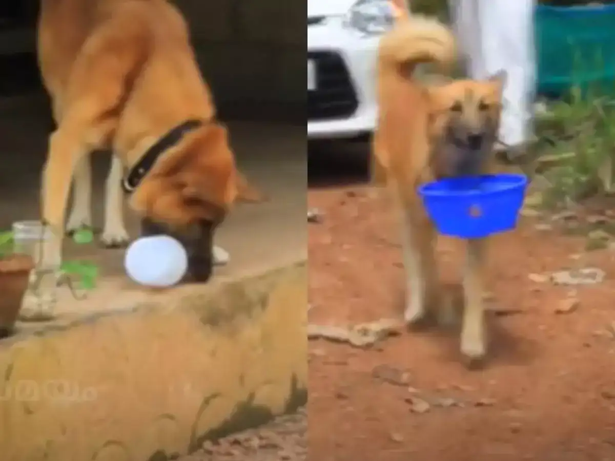 Chottu Dog In Kollam,മിടുമിടുക്കനായ ചോട്ടു, പറഞ്ഞാൽ എന്തും ചെയ്യും ...