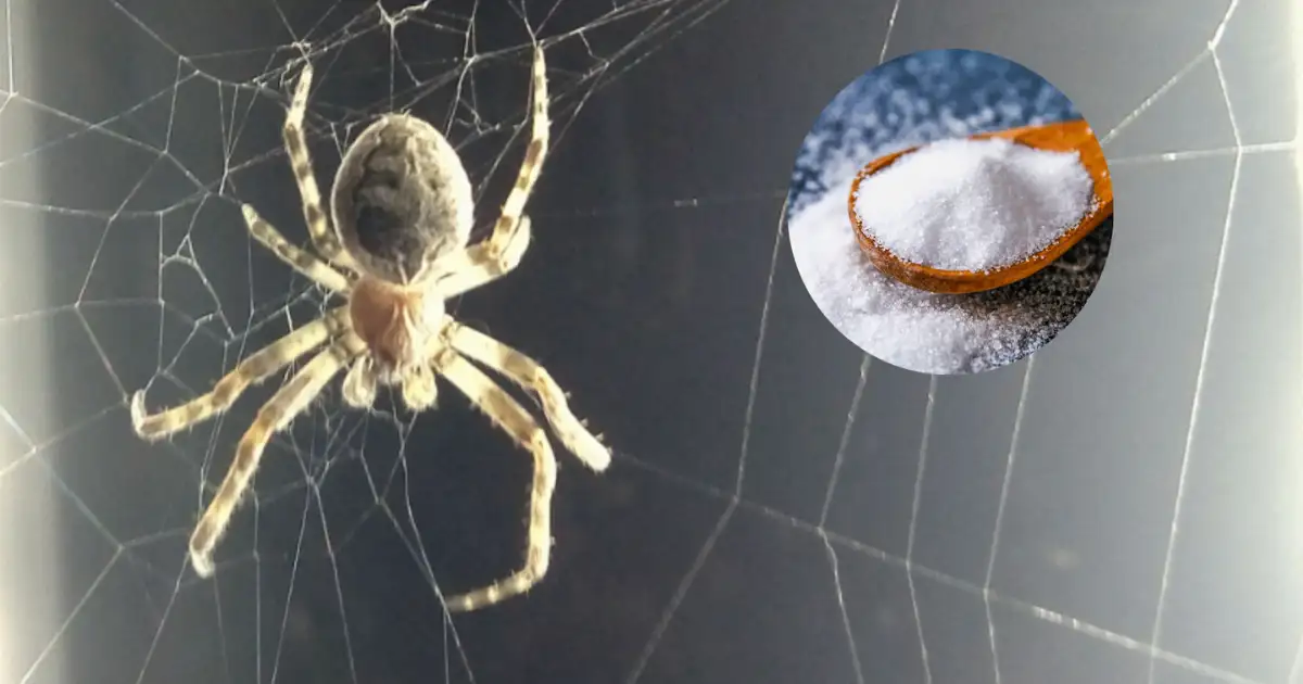 Remove Makdi Ka Jala And Get Rid Of Spider,'नहीं दिखेगी एक भी मकड़ी ...