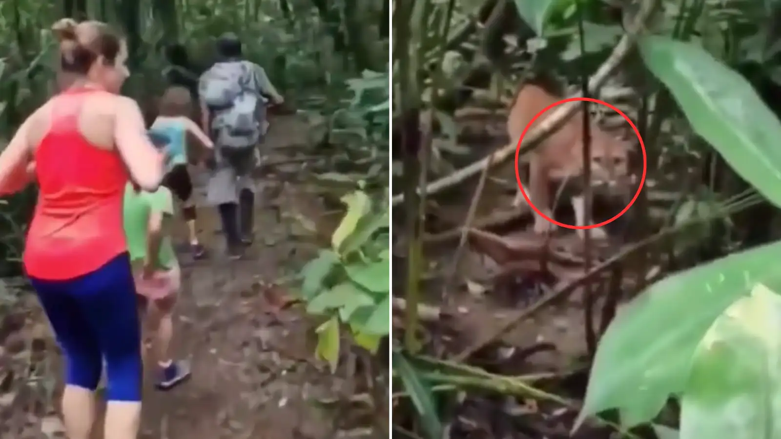 परिवार का सामना प्यूमा से हुआ,हंसी-खुशी हाइकिंग कर रहा था परिवार, तभी ...