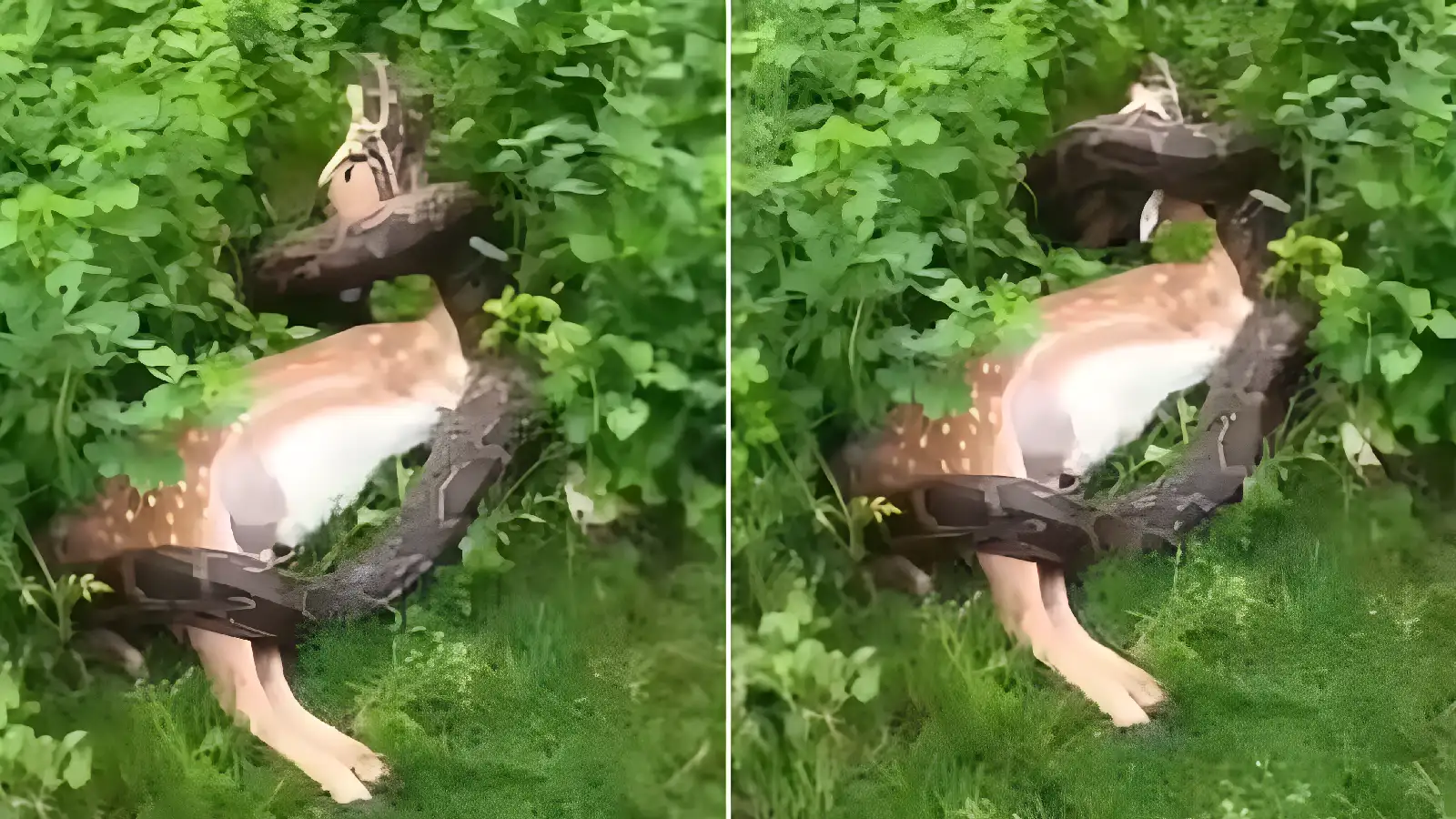 Tragic End for Deer as Python Attacks in Uttarakhand Animal Video goes ...