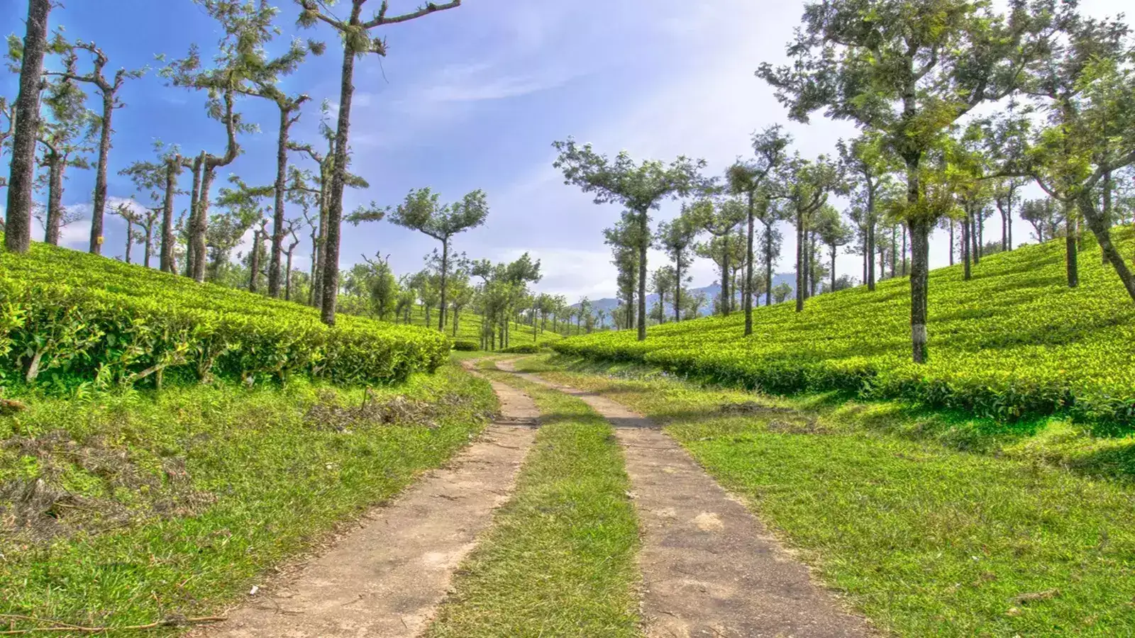 Manjolai tea plantation case in Madurai High Court : மாஞ்சோலை தோட்டம் ...