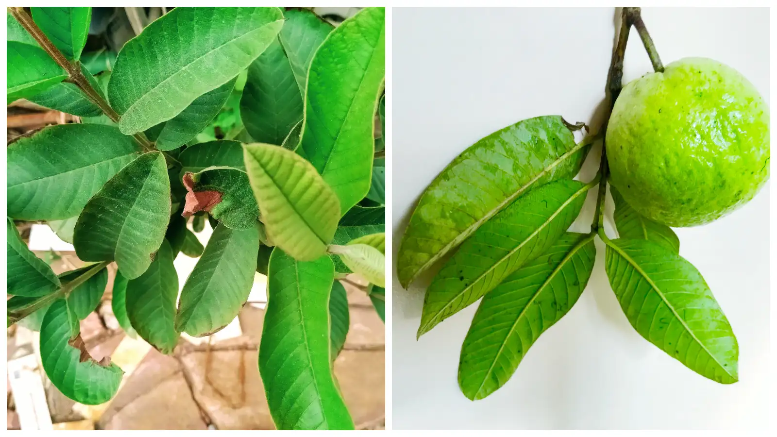 ಬೆಳಗ್ಗೆ ಸೀಬೆ ಎಲೆಗಳನ್ನು ಜಗಿದು ತಿಂದರೆ ಊಟದ ನಂತರ ಬ್ಲಡ್ ಶುಗರ್ ಲೆವೆಲ್ ...