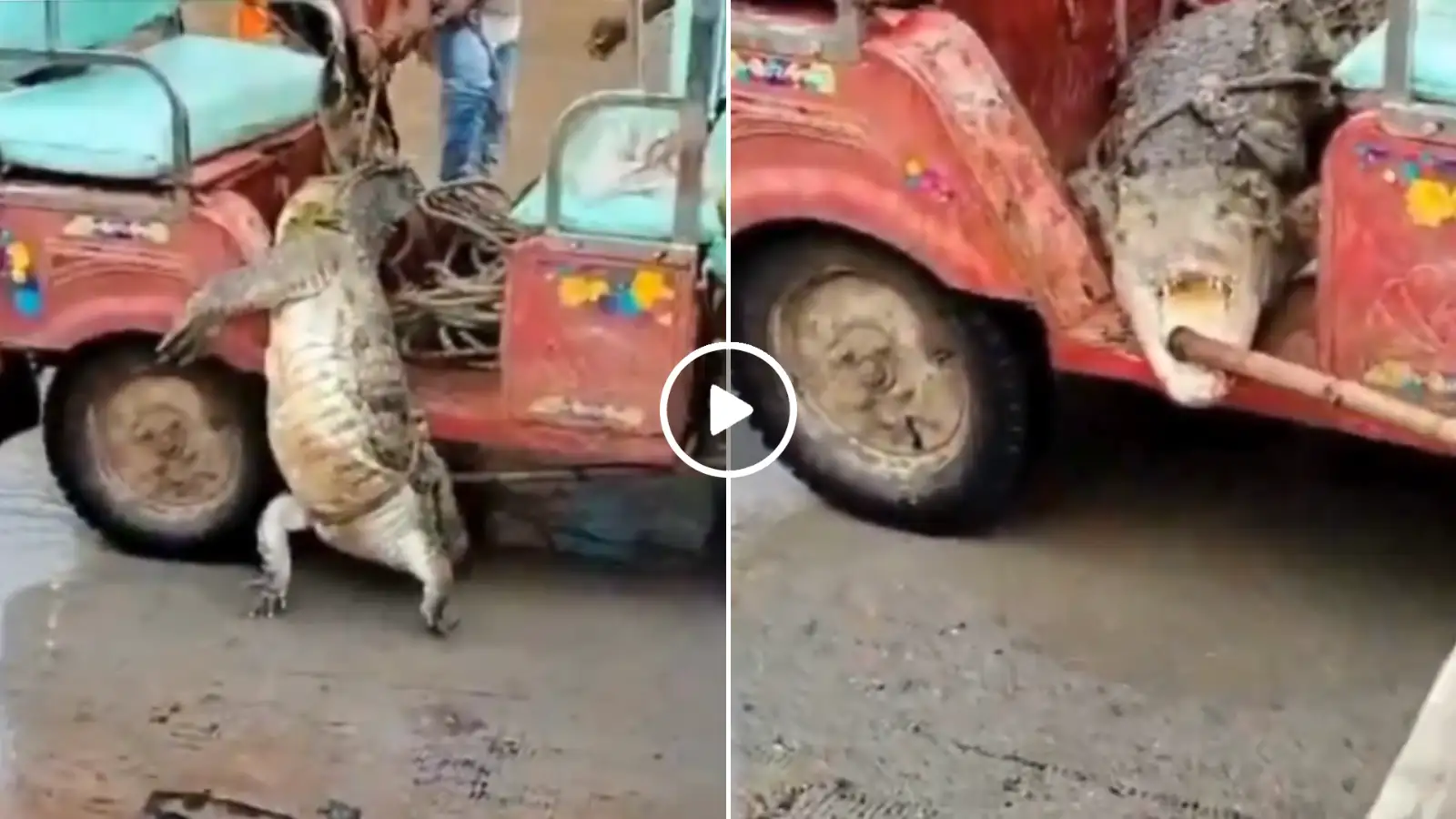 Magarmach Ka Viral Video,चलते ई-रिक्शा से कूद गया मगरमच्छ, वायरल वीडियो ...