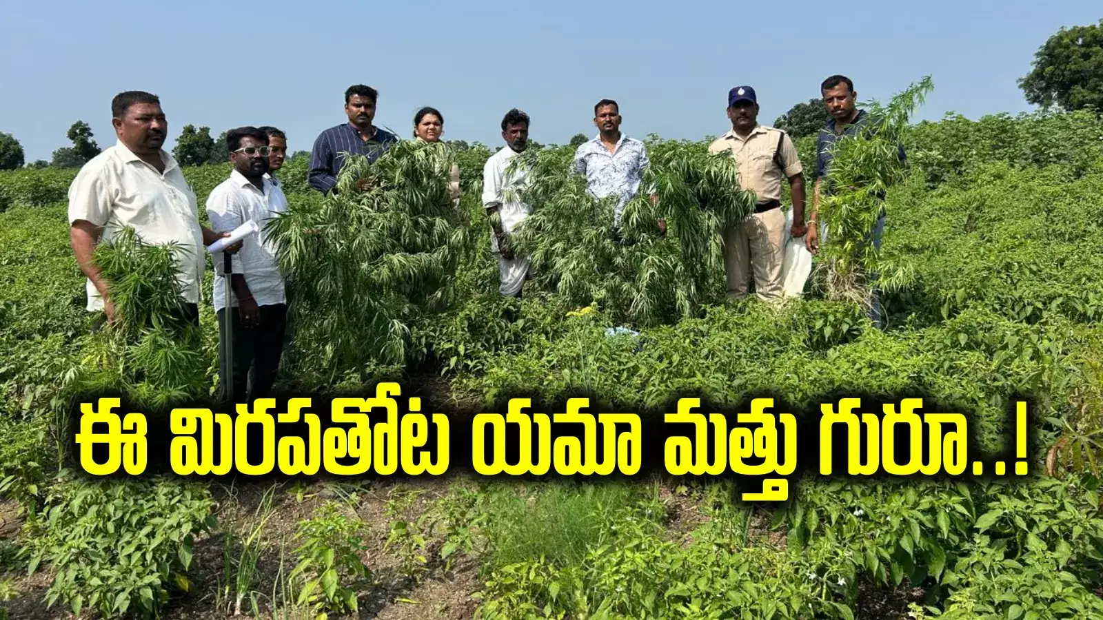 Ganja Cultivation,భజన పేరుతో.. మిరప తోటలోనే యవ్వారం పెట్టేశాడు ...