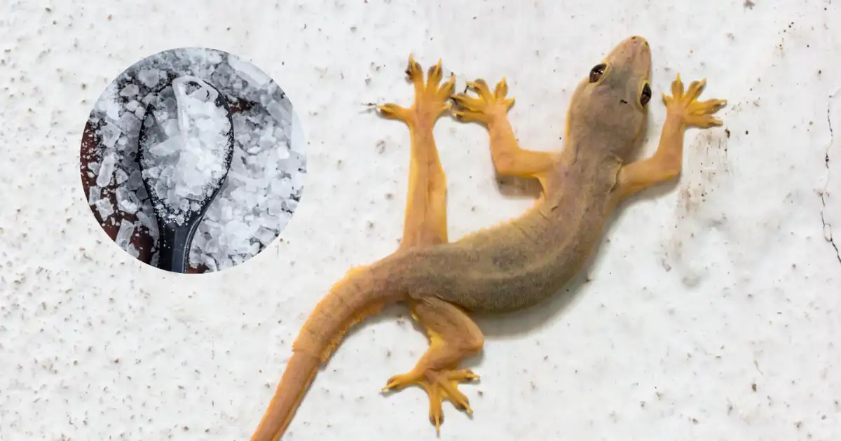 Chipkali Bhagane Camphor Wala Tarika,घर में छिपकली का आना बैन कर देंगे ...