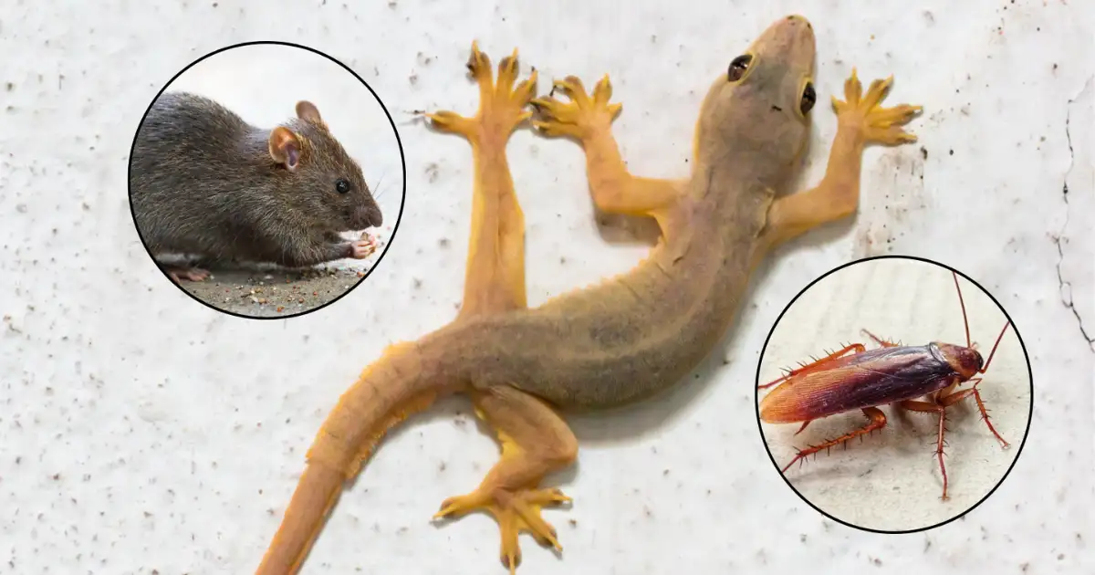 Get Rid Of Lizards Cockroach And Rats With Prajakta Trick In One Night ...