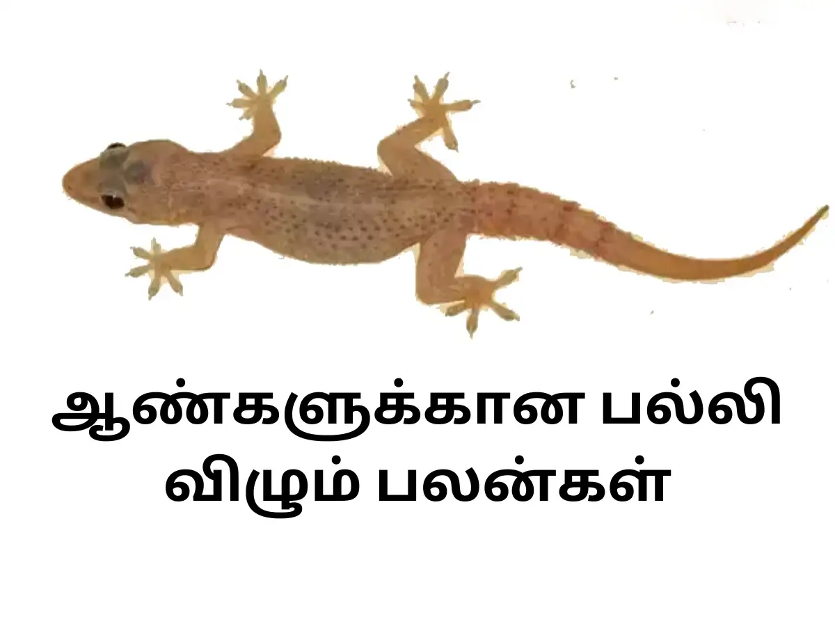 Palli Vilum Palan For Men,பல்லி விழும் பலன்கள் ஆண்களுக்கு – Palli Vilum ...