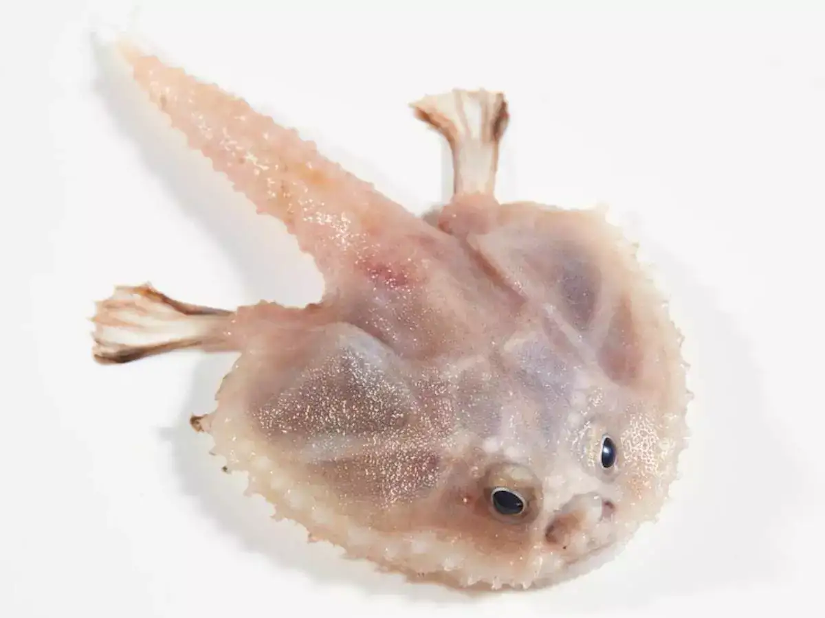 Indian Ocean News In Hindi: Bizarre Deep Sea Human Like Creatures ...