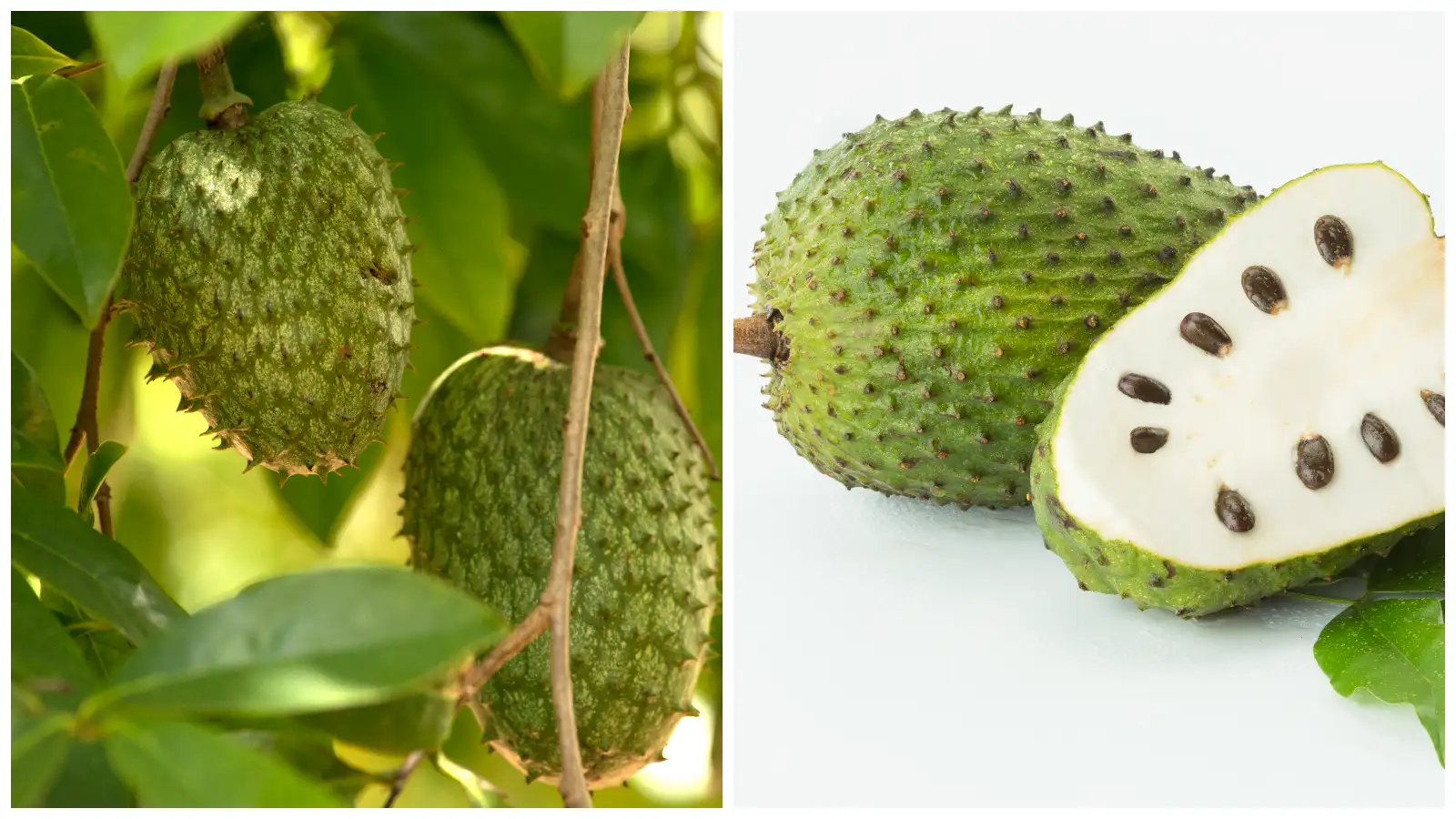 ಸೇಬು ಬಾಳೆಹಣ್ಣು ಕಿತ್ತಳೆ ಮುಂತಾದ ಹಣ್ಣುಗಳನ್ನು ಮೀರಿಸುವ ಪವರ್ ಈ ಹನುಮಾನ್ ...