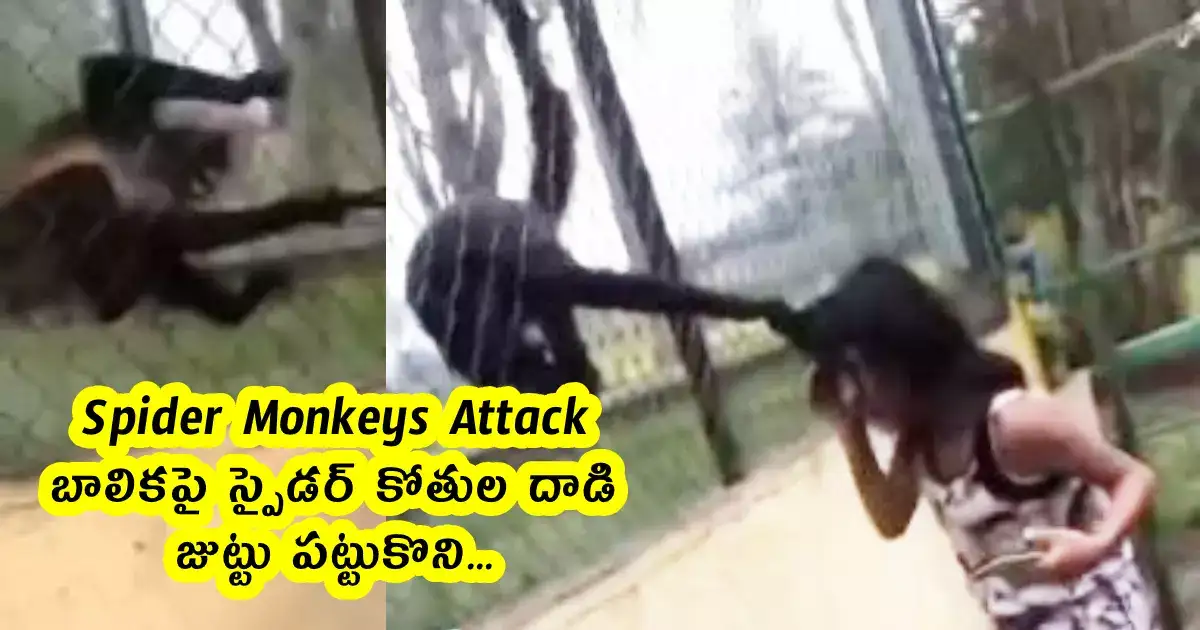 Viral Video,Spider Monkeys Attack : బాలికపై స్పైడర్ కోతుల దాడి.. జుట్టు ...