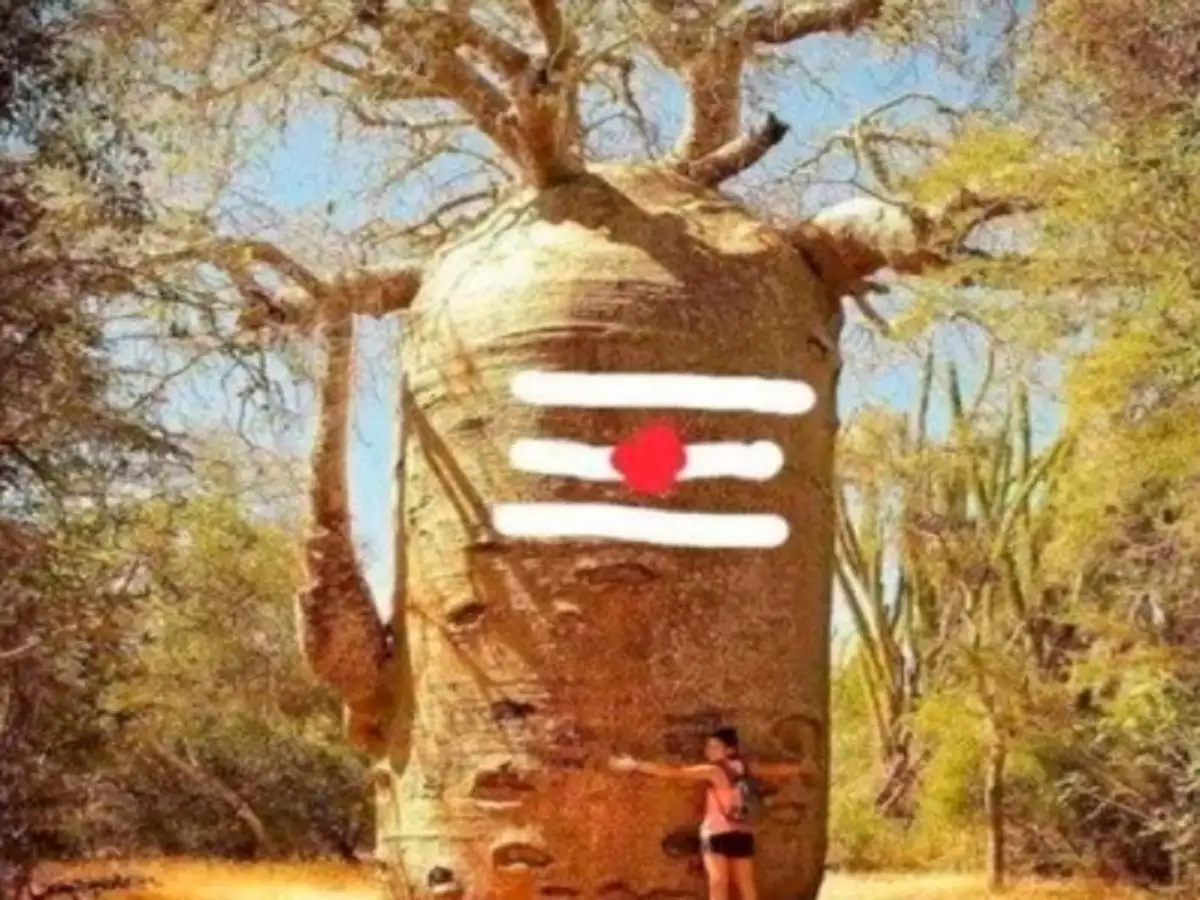 Madagascar Shiva Linga Tree,FACT CHECK: அதிசயிக்க வைக்கும் சிவலிங்க ...