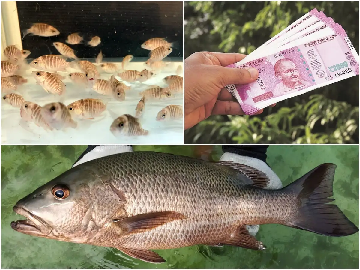 Fish Farming,മത്സ്യം വളര്‍ത്തി പണം സമ്പാദിക്കാം; ഈ മത്സ്യം വിളവെടുത്താ ...