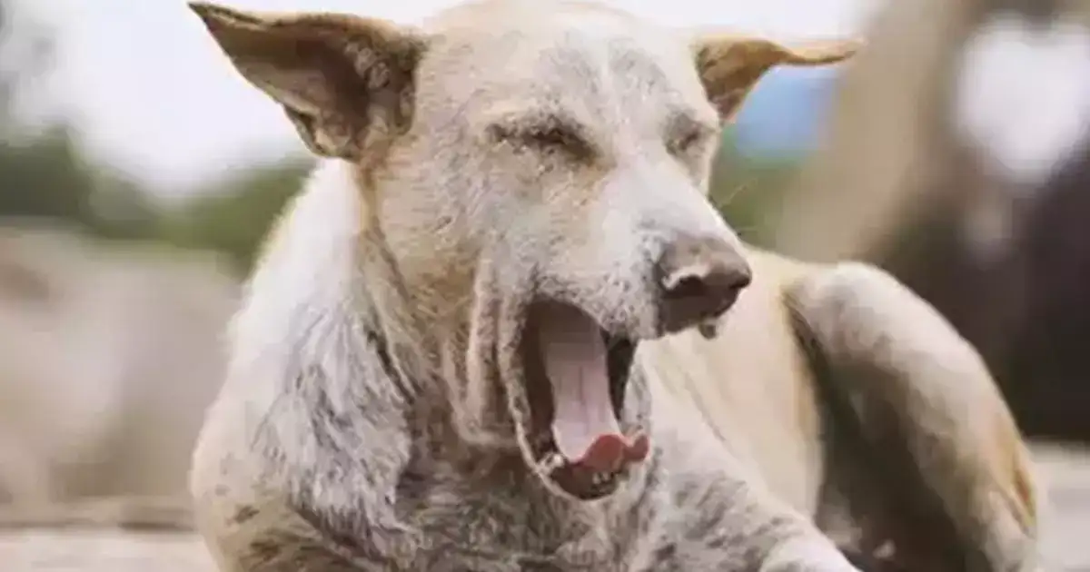 Stray Dog Infected Rabies Vaikom In Kottayam,വൈക്കത്ത് 14 പേരെ കടിച്ച ...