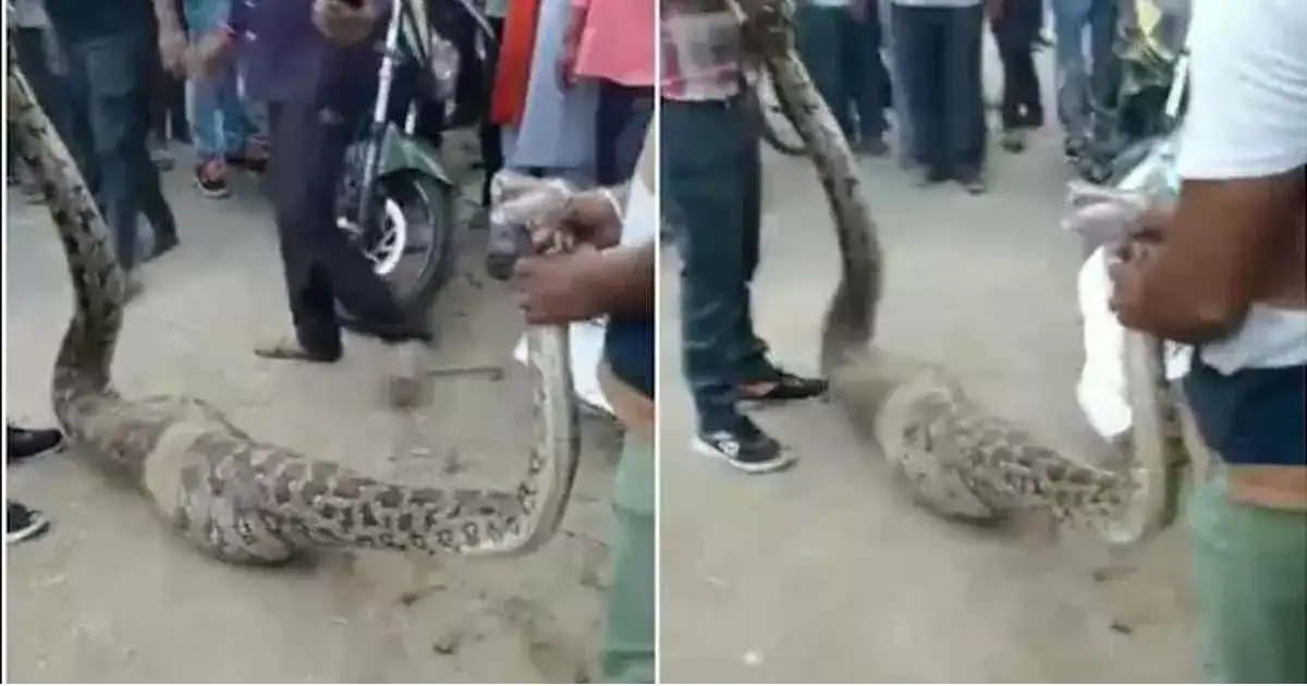 Python Kills Goats,Video: कॉलेजमध्ये घुसला १५ फुटांचा अजगर, ६० ...