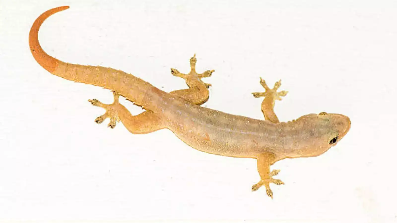 Lizard Falling Effects,Lizard Astrology: ನಿಮ್ಮ ದೇಹದ ಮೇಲೆ ಹಲ್ಲಿ ಬಿದ್ರೆ ...