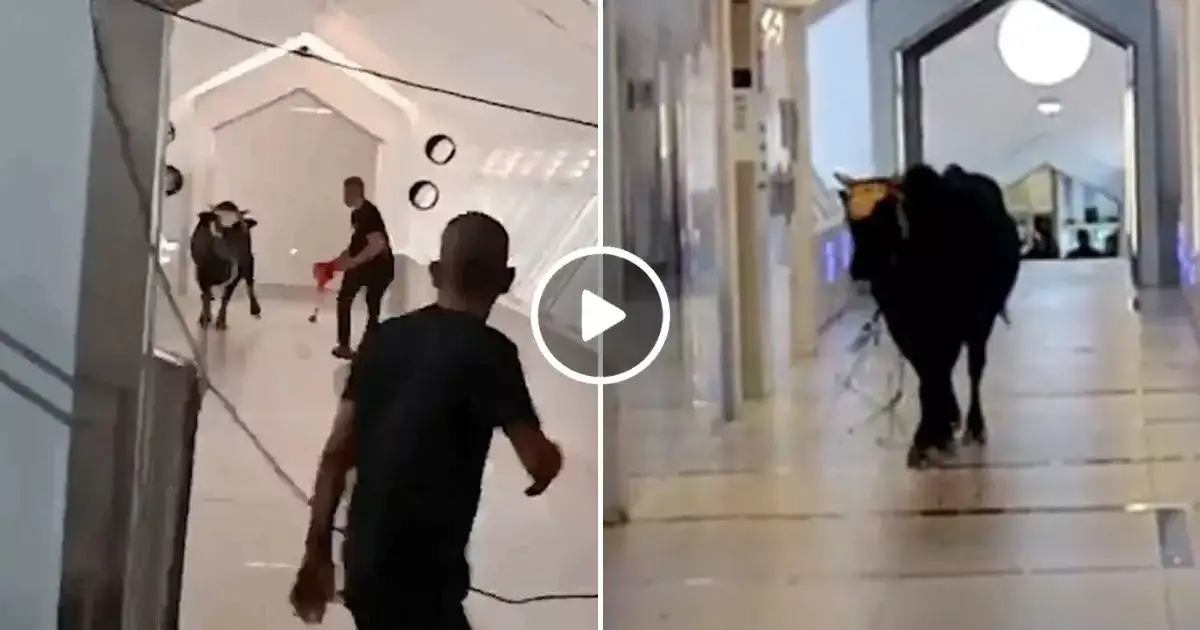 Bull Entered In Israeli bank Watch Shocking Video - बैल दौड़ते हुए बैंक ...
