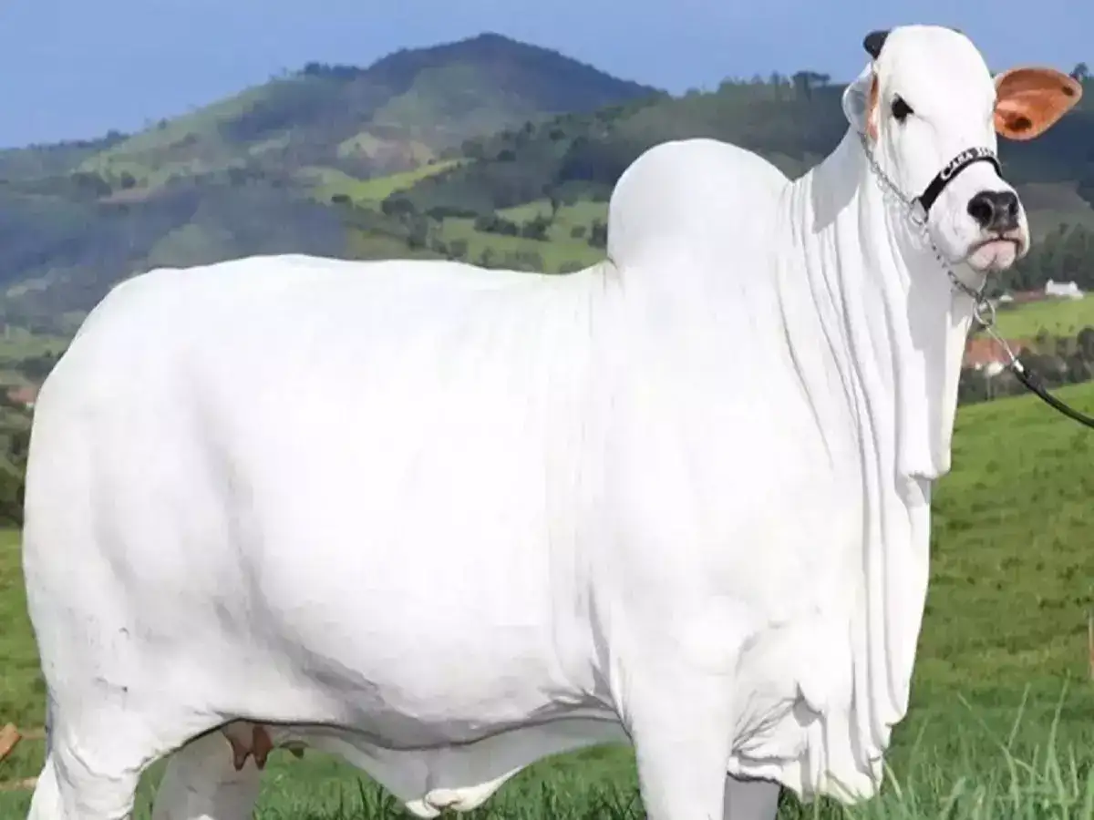 Nellore Cow Sold For Rs 44 Crore,உலகின் மிக காஸ்ட்லியான மாடு.. ரூ.44 ...