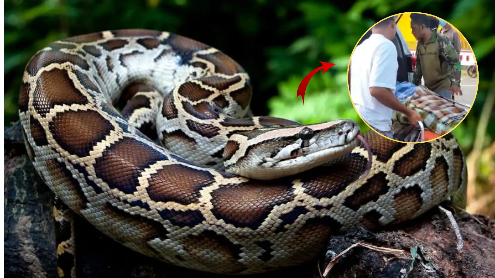 26 Foot Python Swallows Old Farmer,खेत में काम करते हुए अचानक गायब हुआ ...