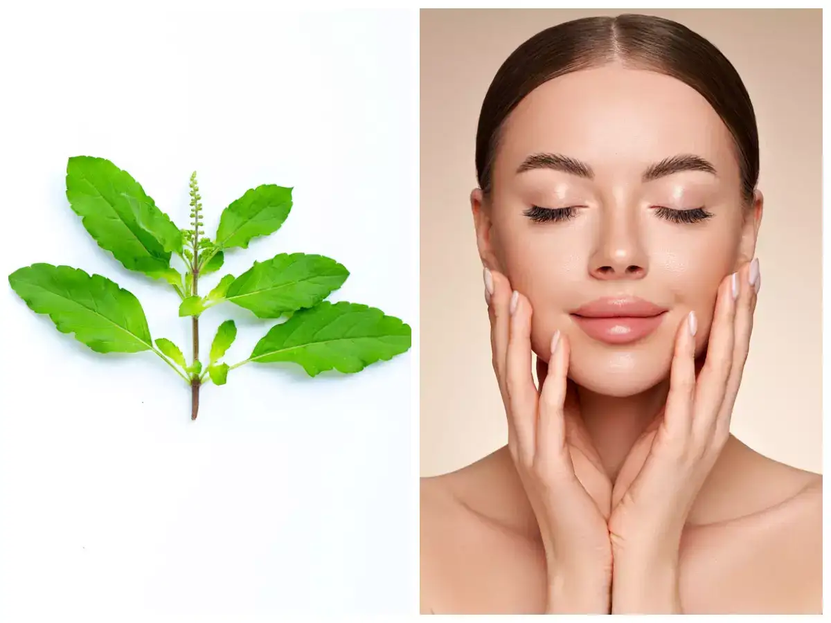 Tulsi Powder Benefits For Skin,Holy Basil: తులసిని ఇలా వాడితే చర్మంపై ...