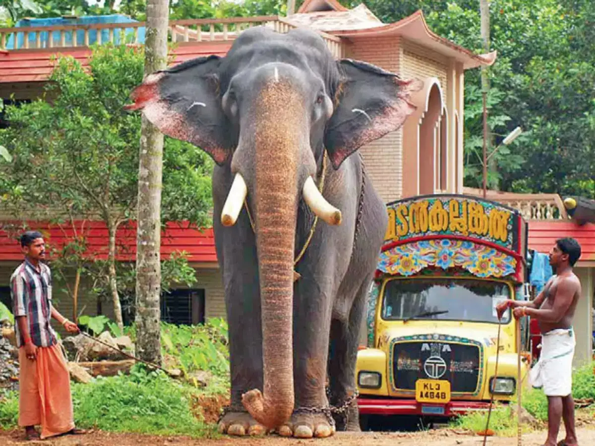 Elephant Blessing,யானையிடம் ஏன் ஆசீர்வாதம் வாங்குகிறோம்? அதன் பின் உள்ள ...