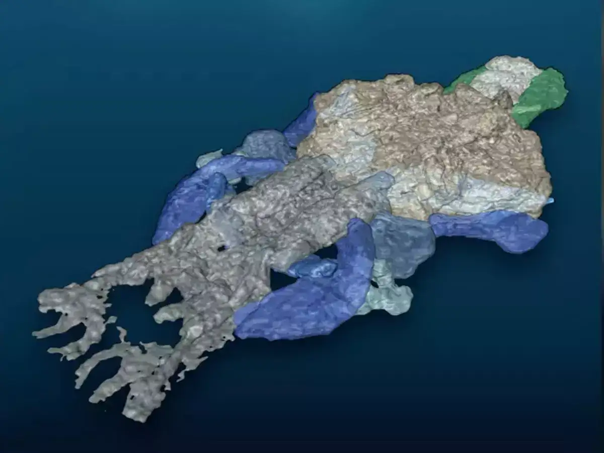 बिना दांतों वाली ईल इंसानों की सबसे पुरानी ज्ञात पूर्वज! 130 साल पहले ...