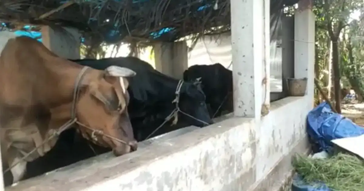 Skin Cancer And Virus Diseases In Cow,കാസർകോട്ടെ പശുക്കളിൽ ചർമ്മ മുഴ ...