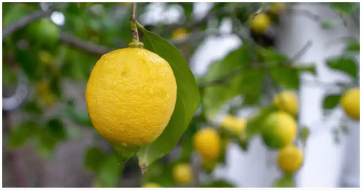 Mahasivarathiri Festivities Lemon Sold For 35000 At Auction : ചെറുനാരങ്ങക്കായി ഭക്ത ...