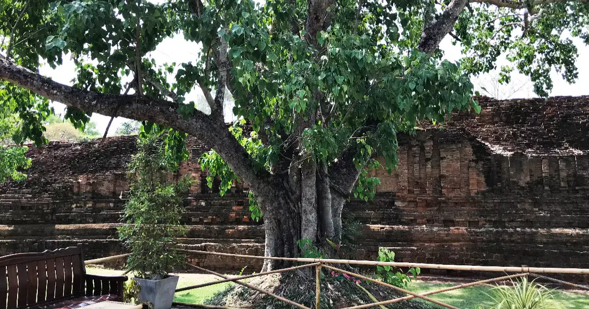 Planting Peepal Tree,Peepal Tree : ಅಶ್ವತ್ಥದ ಗಿಡ ಮನೆ ಗೋಡೆ, ಛಾವಣಿಯಲ್ಲಿ ...