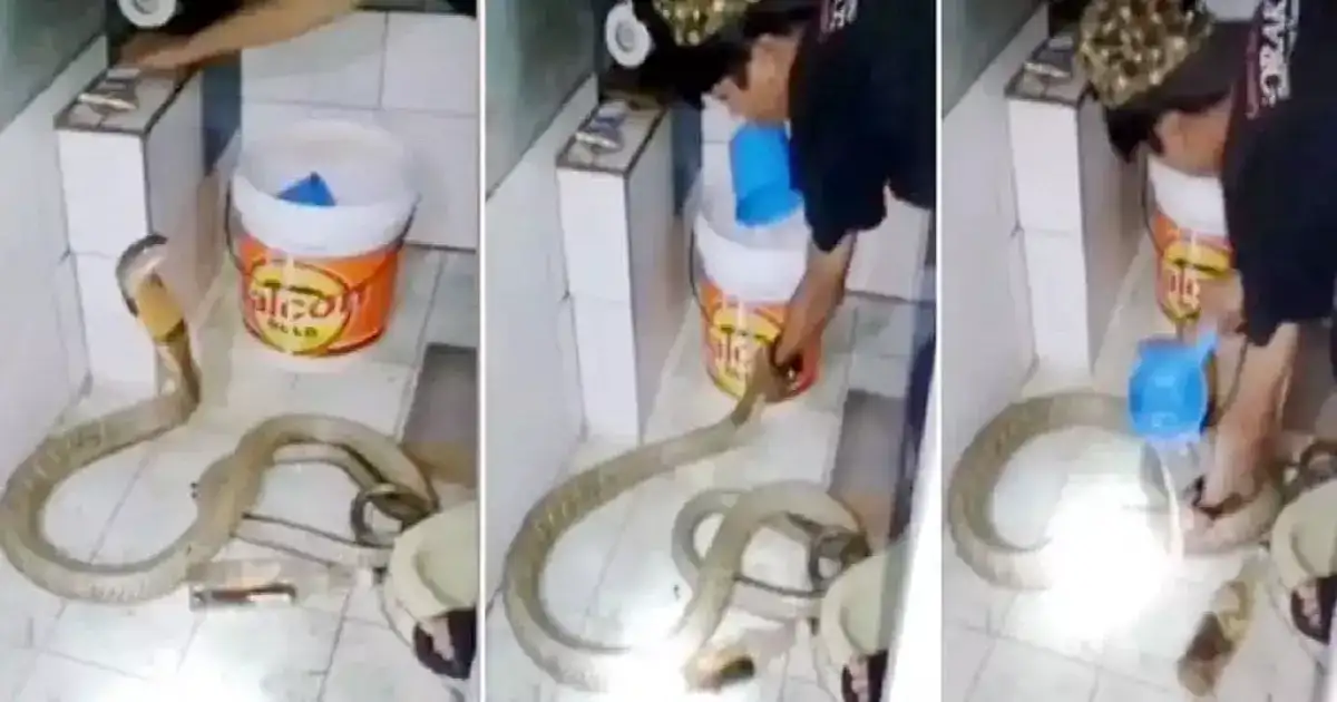 Snake Bath Viral Video,ఎన్ని గుండెలురా బాబు... సబ్బు పెట్టి శ్రద్ధగా పాముకు స్నానం చేయించాడు ...