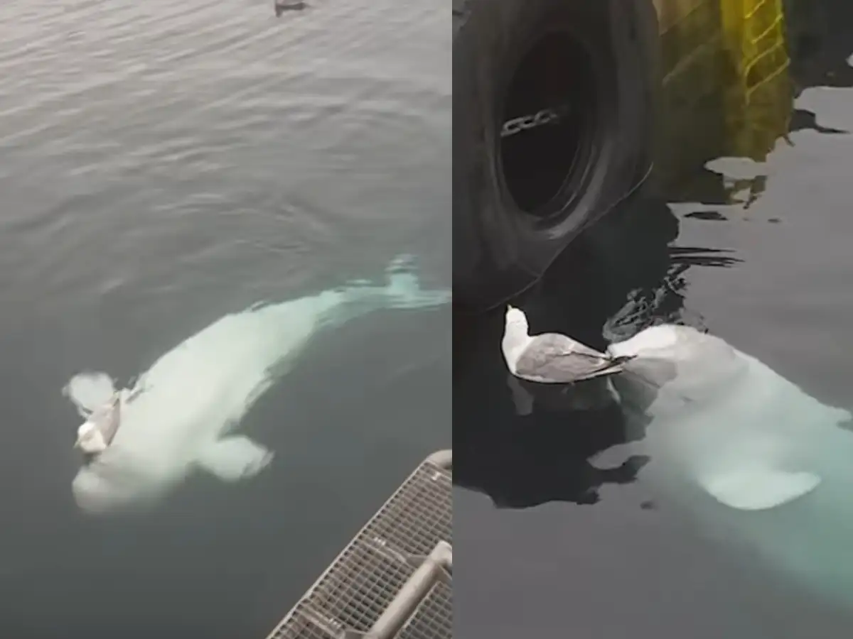 Russian Beluga Whale,Seagull : கடற்பறவையுடன் கொஞ்சி விளையாடும் ...