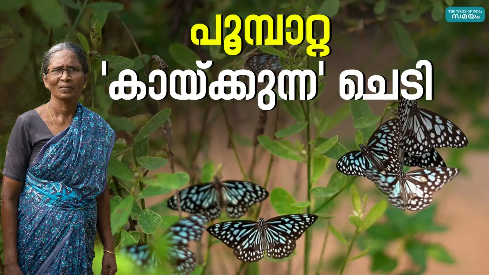 Butterfly in Kilukkampetti Plant: 'കിലുക്കാംപെട്ടി'യുടെ ചങ്ങാതിമാരായി ...