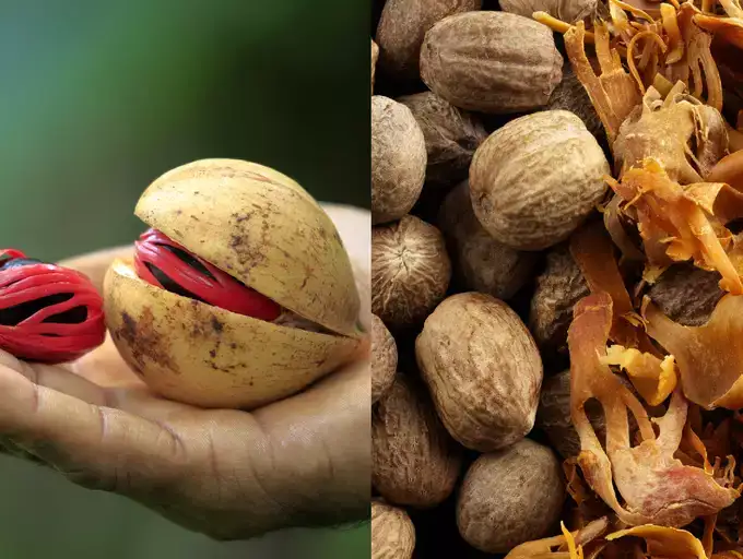 Nutmeg Tree,ಜಾಯಿಕಾಯಿಯ ಏಳು ಅದ್ಭುತ ಉಪಯೋಗಗಳು - health benefits of nutmeg ...
