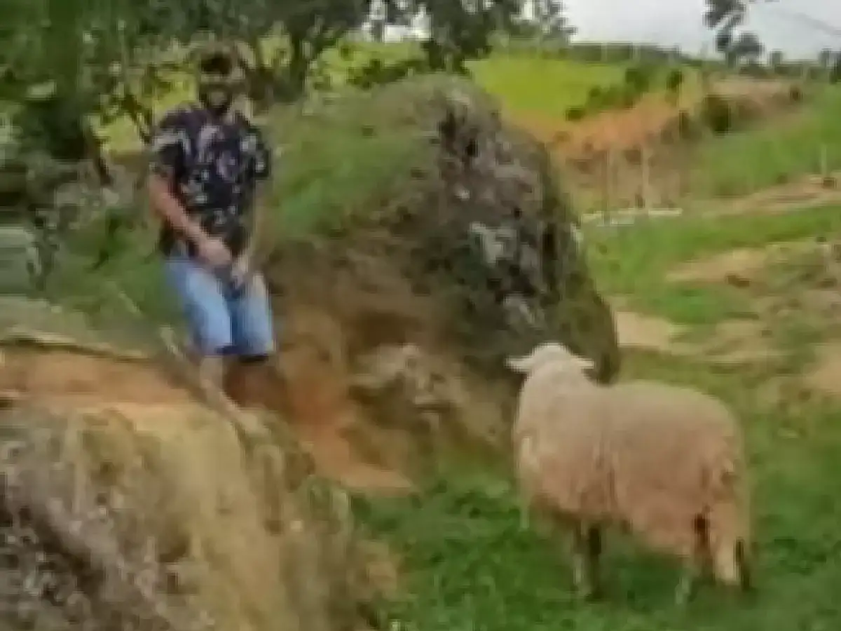 Sheep Attacks Man,Video: मेंढीनं केलं सळो की पळो; कमकूवत वाटणाऱ्या ...