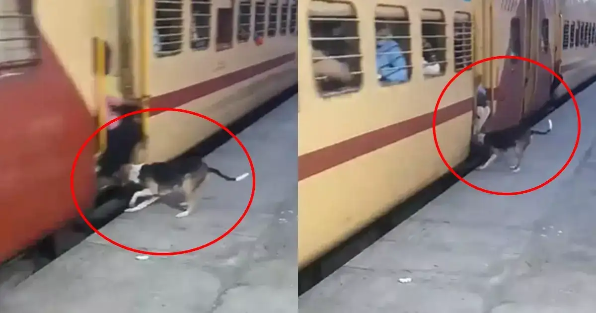 Stray Dog Train Viral Video,'അകത്തേക്ക് കയറടോ...'; ഈ നായയ്ക്ക് റെയിൽവേ ...