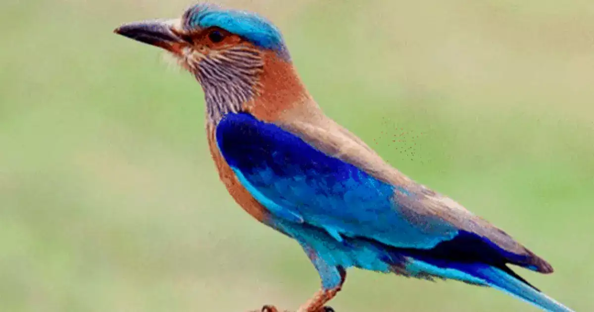 What Is Palapitta Colour,Dussehra 2022 దసరా వేళ పాలపిట్టను కచ్చితంగా ...