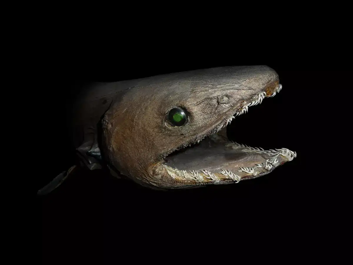 Rarely seen shark with 300 teeth on earth for 80 Million years caught ...