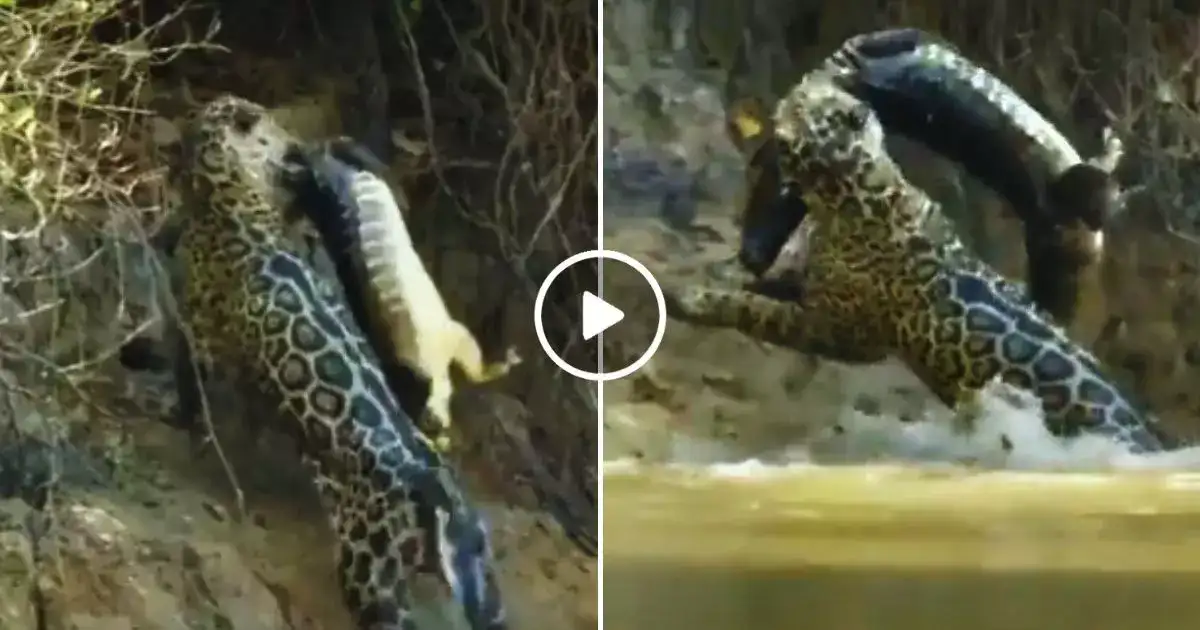 Jaguar Ka Video | Jaguar Attack Crocodile Viral Video: जेगुआर ने दिखाई अपनी ताकत, पलभर में पानी ...