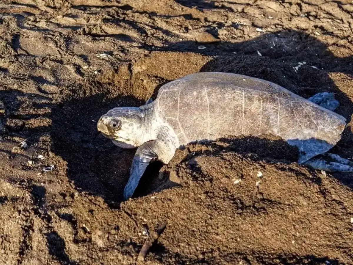 Olive Ridleys Return,olive ridleys: ఒడిశా తీరానికి లక్షలాదిగా వచ్చిన ...