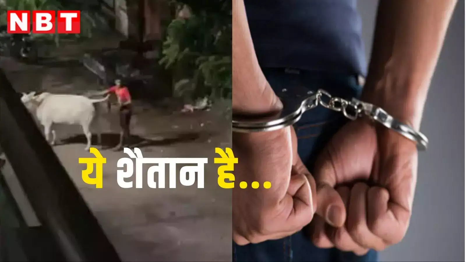 Maharashtra News,बेटियां ही नहीं अब बेजुबान भी खतरे में? गाय के साथ ...