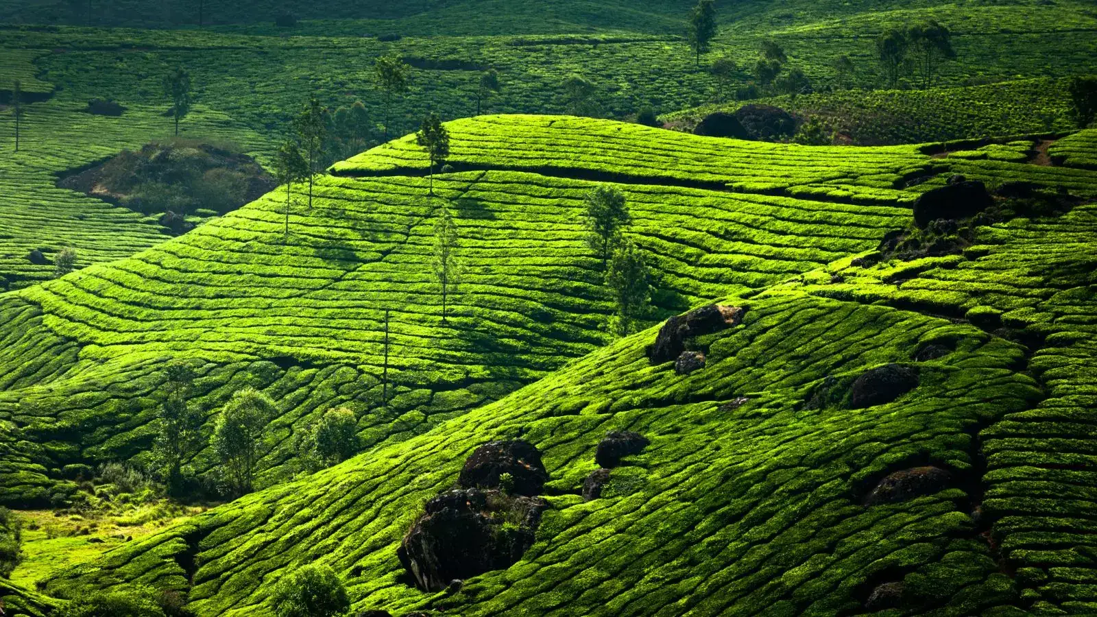 Kerala Tea Estate,ಕೇರಳ ರಾಜ್ಯದ 5 ಟೀ ಎಸ್ಟೇಟ್‌ಗಳು...ಫೋಟೋಶೂಟ್‌ಗೆ ಬೆಸ್ಟ್ ...
