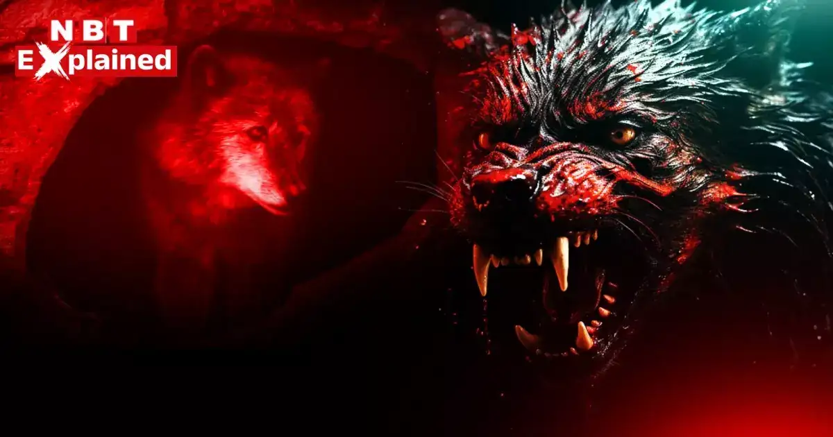 man eater wolf sniffs prey 20km away rips 9kg flesh and shatters bones ...