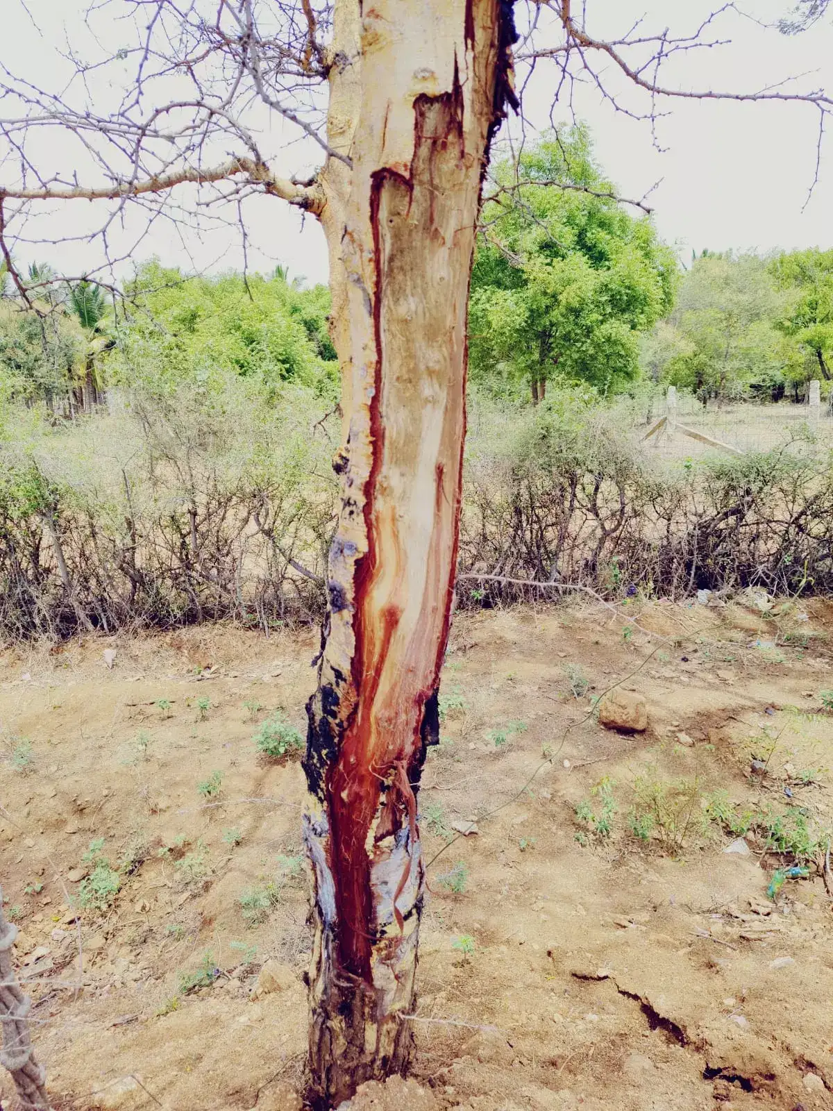 Velam Tree Power,வேல மரத்துல.. இவ்வளவு பவர் இருக்கா?; அம்பலப்படுத்தும் ...