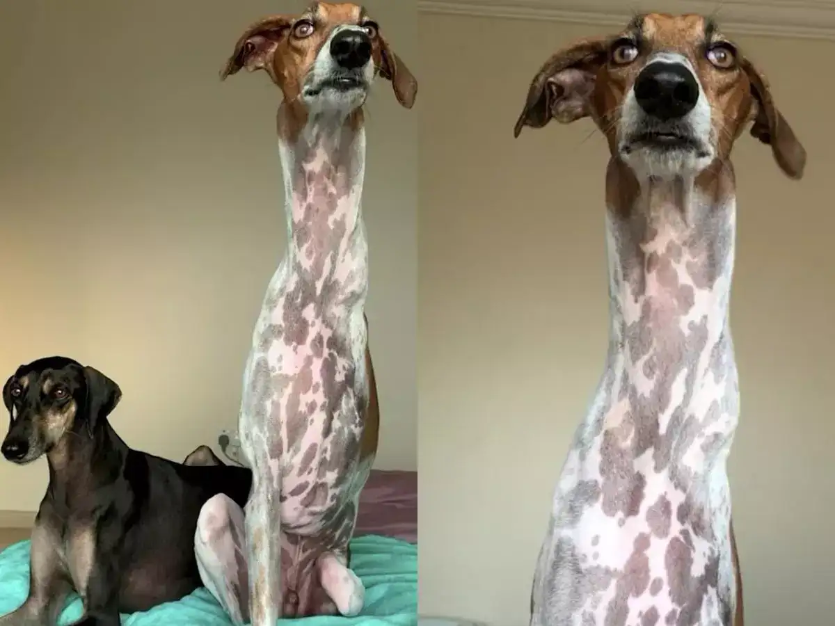 Most Weird Dog News : Dog With Long Neck And Spotted Body Looks Like ...