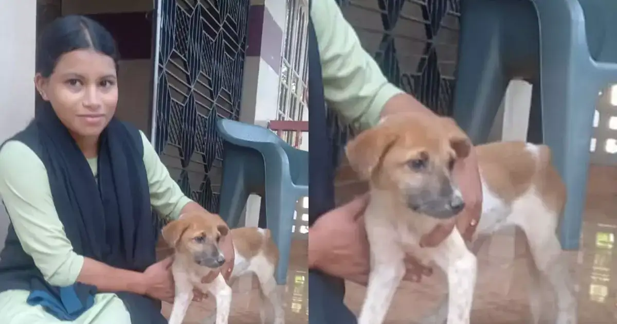 Ansila Saves Puppy,അൻസിലയുടെ കരുതലിൽ ആ പട്ടിക്കുഞ്ഞിന് പുതുജീവ ...